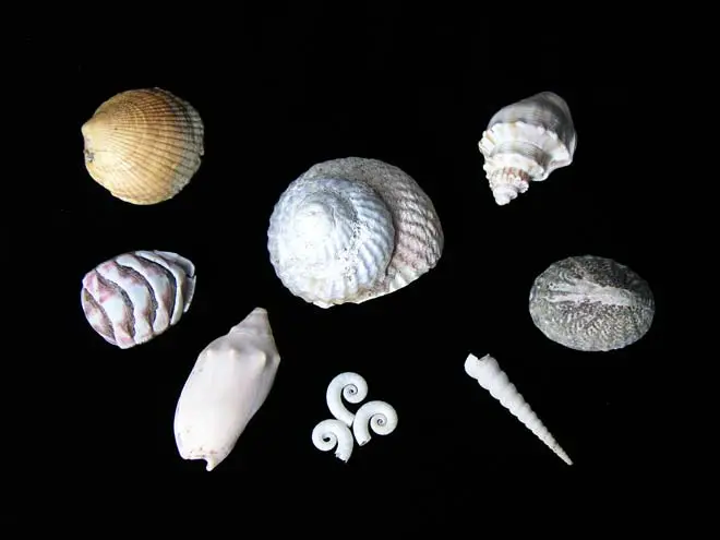 New Zealand shells | Record | DigitalNZ