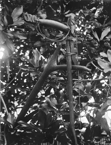 Mutu in karaka tree | Record | DigitalNZ