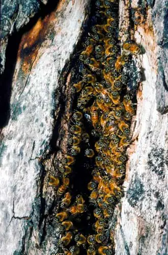 Wild bee colony | Record | DigitalNZ
