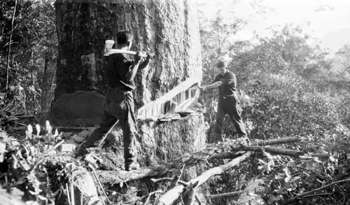 Felling a kauri | Record | DigitalNZ