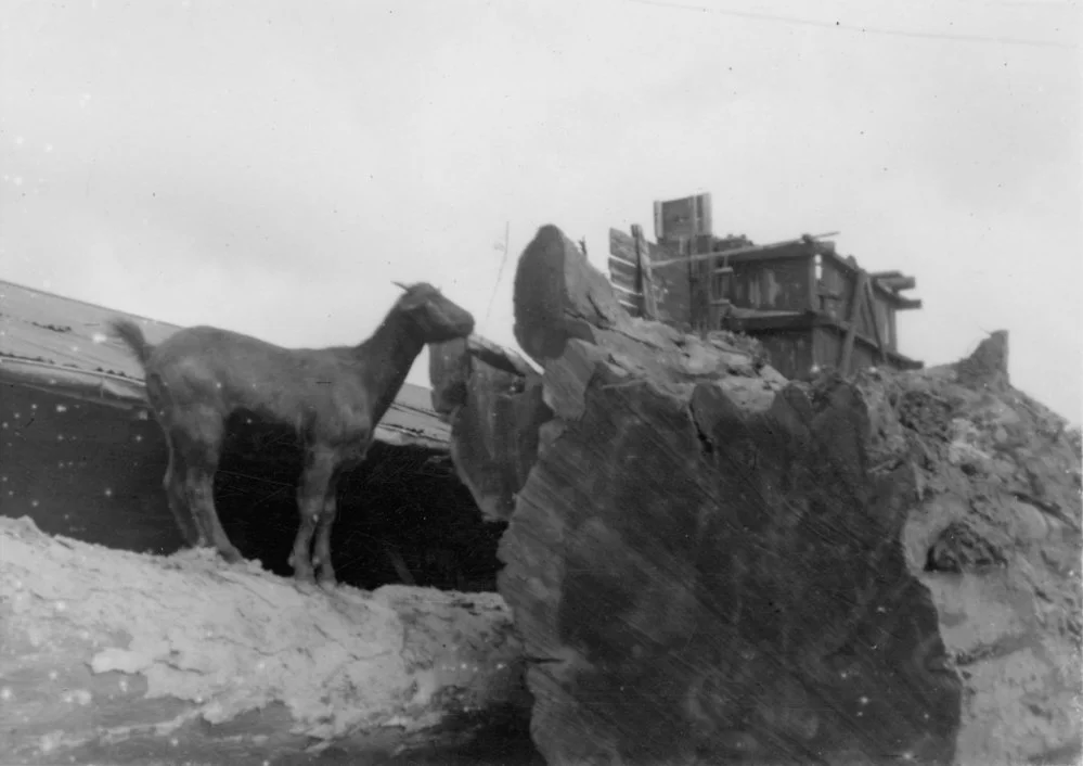 Timber industry; Campbells Sawmills Ltd, Goodshed Road; Gilbert Goat ...
