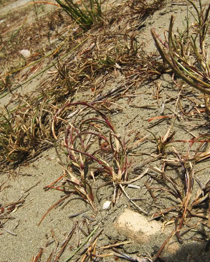 Parapholis incurva (L.) C.E.Hubb. | Record | DigitalNZ