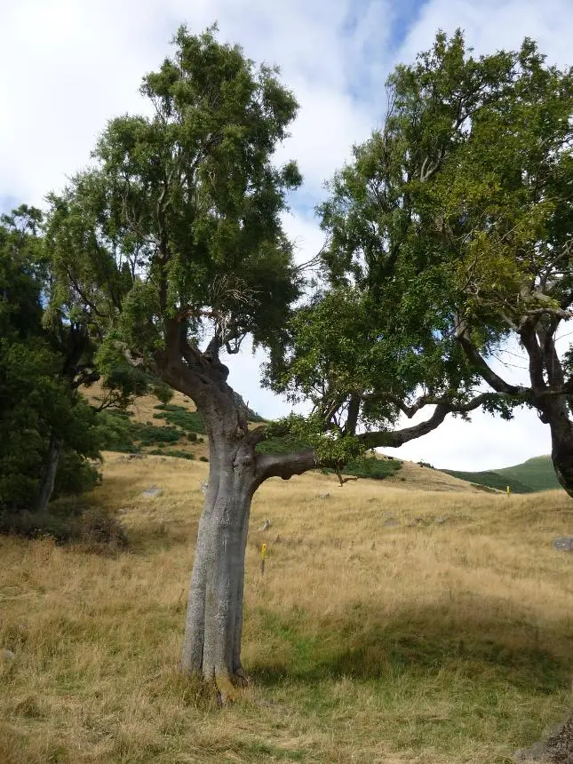 Hoheria angustifolia Raoul - Houhi, Houhi-puruhi, mountain lacebark ...