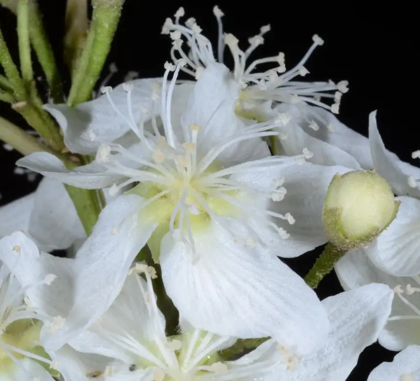 Hoheria populnea A.Cunn. - Hohere, Hoihere, Houhere, Houhi, Houhi ...