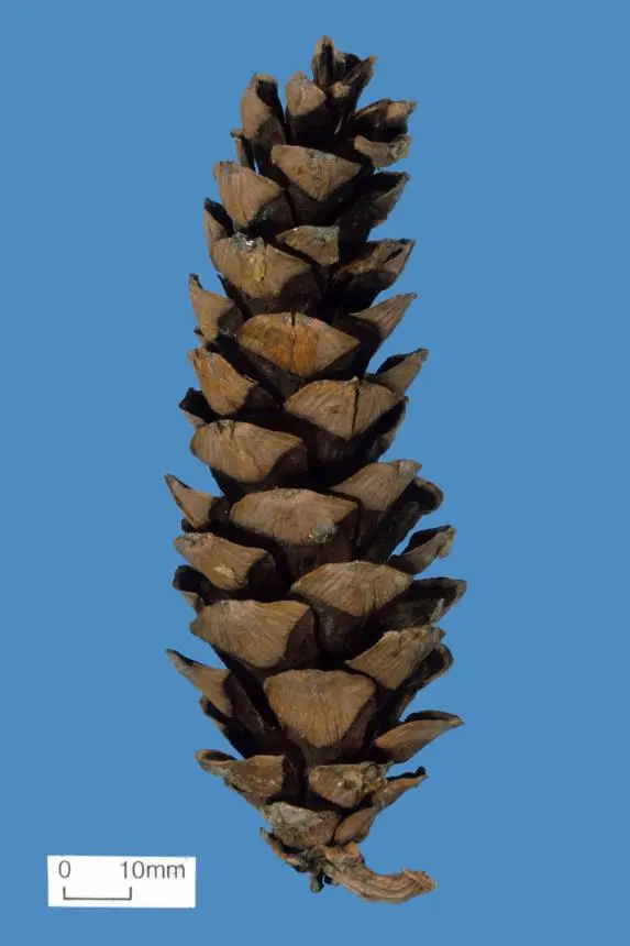 Pinus strobus L. - Eastern white pine, Strobus pine, Weymouth pine ...