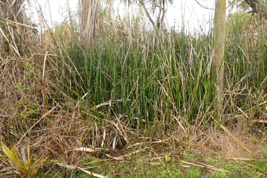 Equisetum hyemale L. - Dutch rush, rough horsetail, scouring rush ...