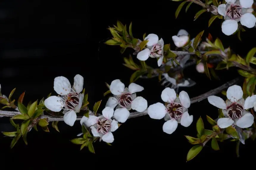 Leptospermum scoparium J.R.Forst. & G.Forst. - Kahikātoa, Kātoa, Mānuka ...