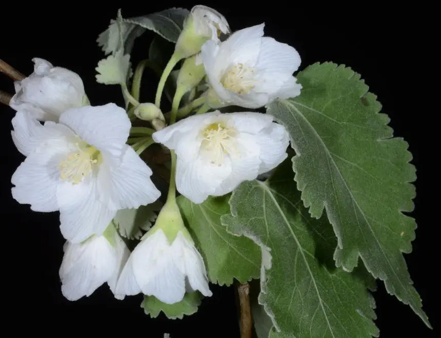 Hoheria lyallii Hook.f. - Hoihere, Houhere, Houhi, mountain lacebark ...