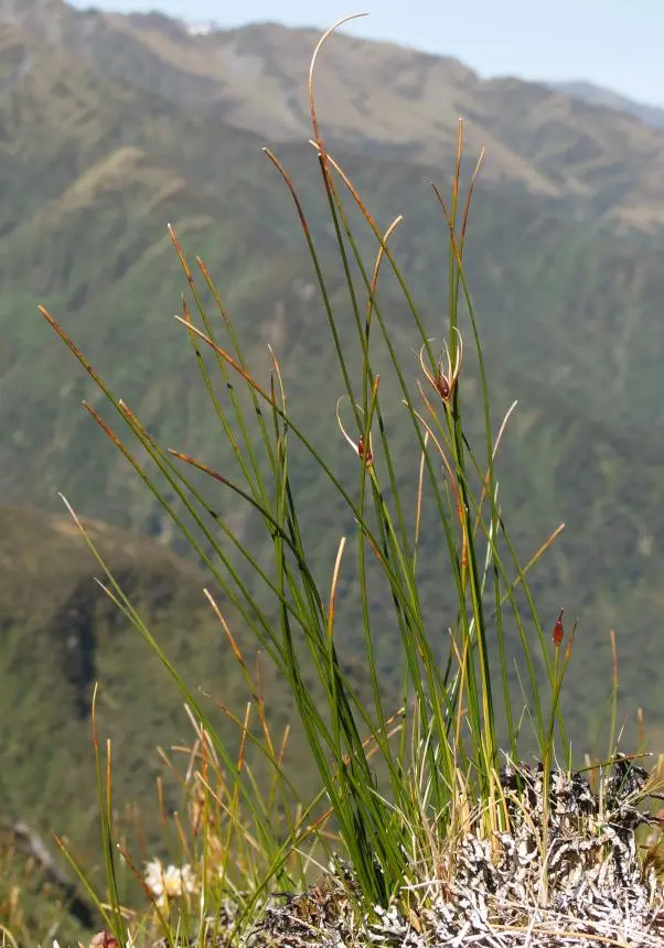 Marsippospermum gracile (Hook.f.) Buchenau - Alpine rush | Record ...